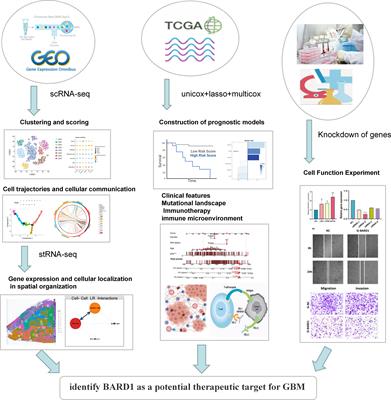 Frontiers | Combining single-cell sequencing and spatial transcriptome sequencing to identify ...